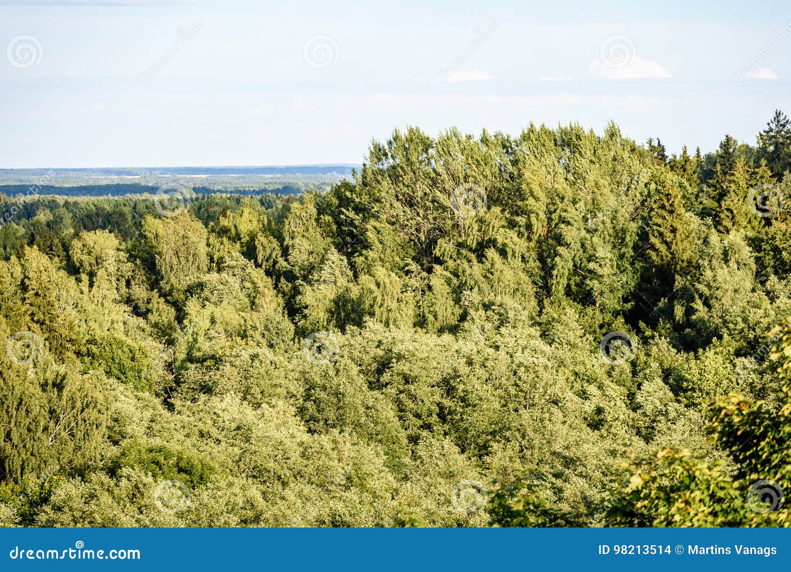 Panoramic View of Misty Forest. Far Horizon Stock Photo - Image of ...