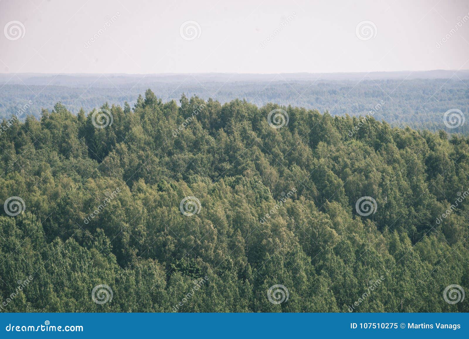 Panoramic View of Misty Forest. Far Horizon - Vintage Effect Stock ...