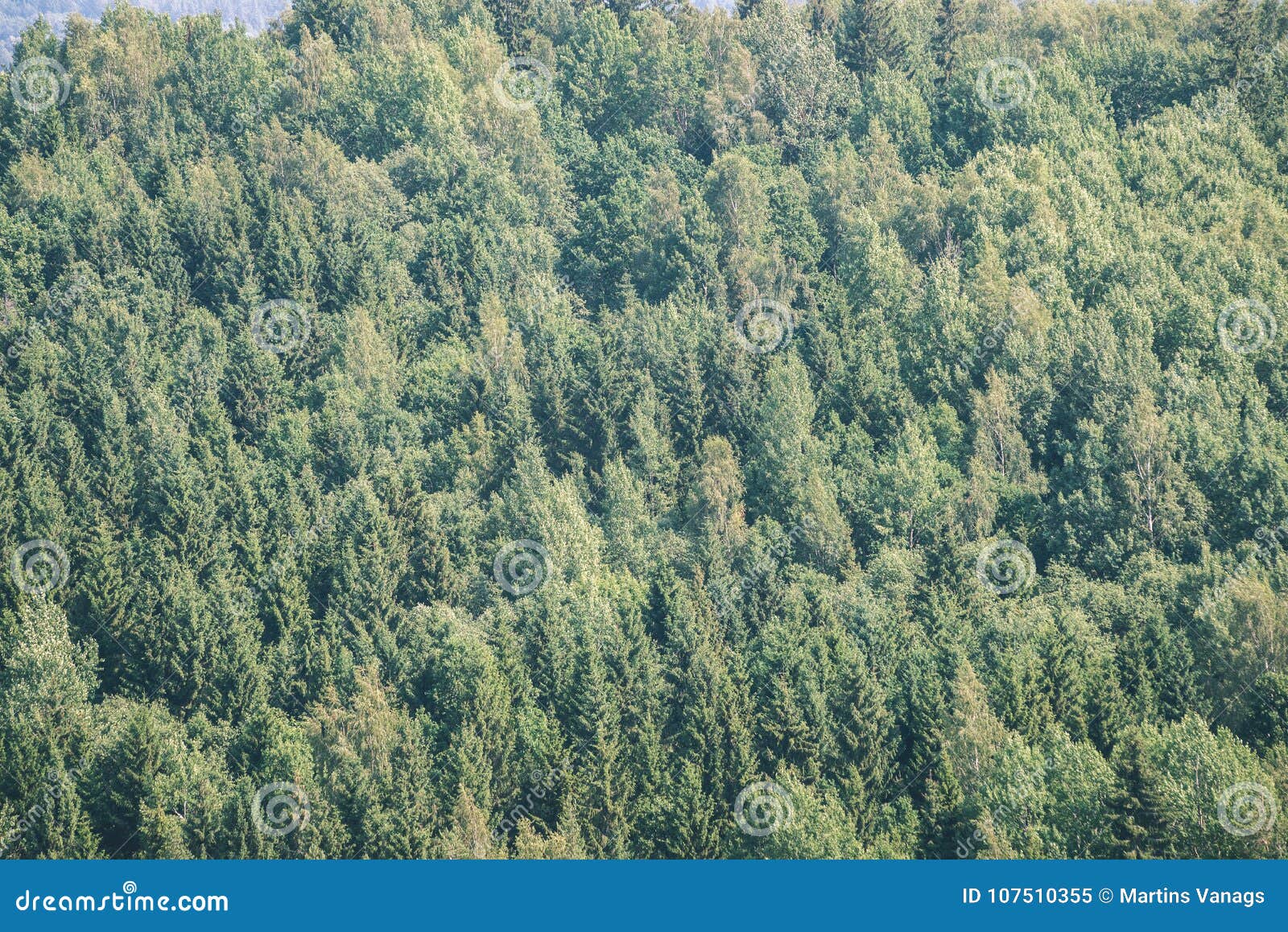 Panoramic View of Misty Forest. Far Horizon - Vintage Effect Stock ...