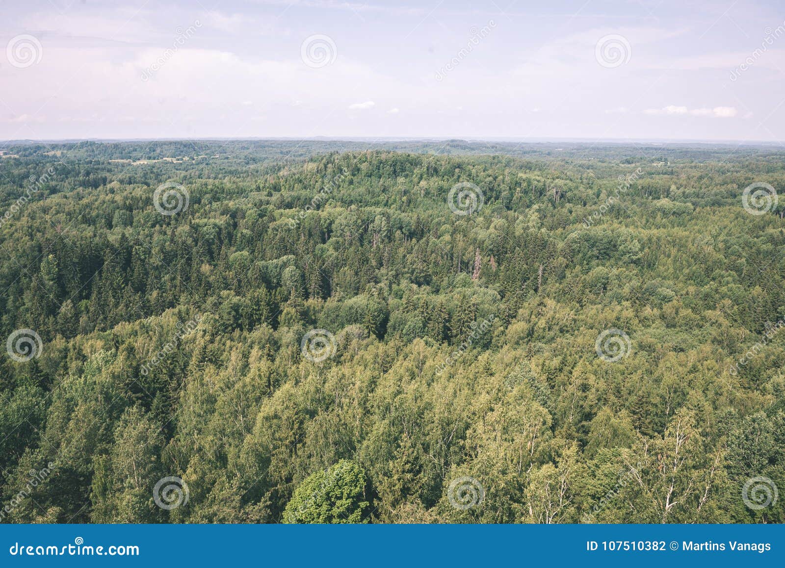 Panoramic View of Misty Forest. Far Horizon - Vintage Effect Stock ...