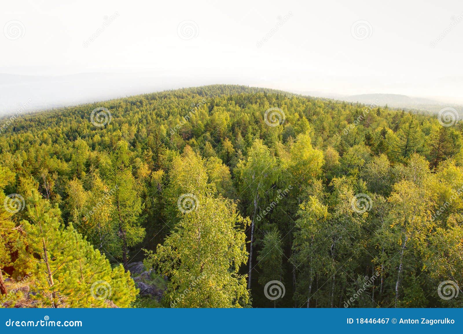 Panoramic View of Mountain Forest Stock Image - Image of coniferous ...