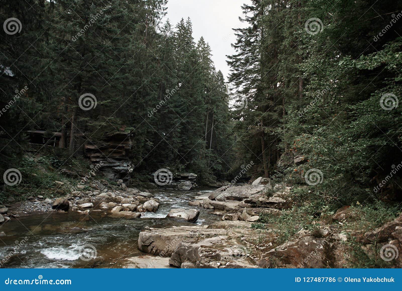 Panoramic View of the Mountain River Surrounded by High Trees Stock ...