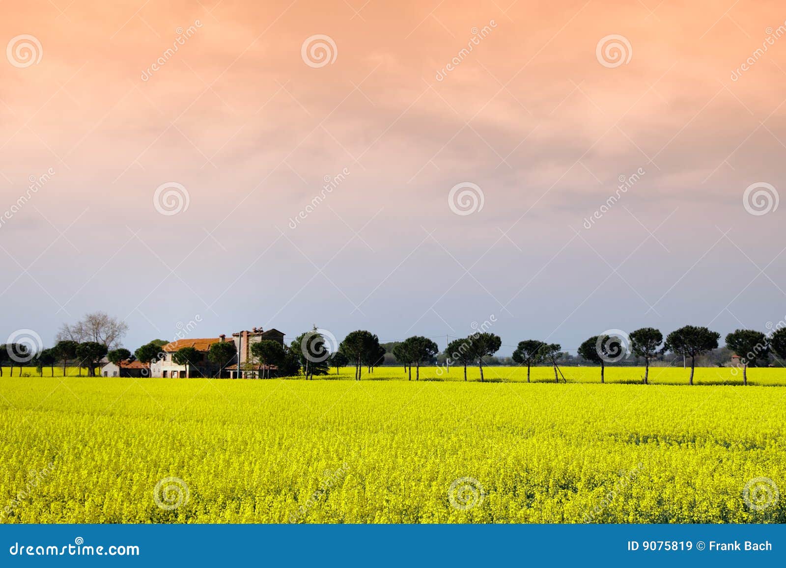 Panoramic View of Mustard Plants in Umbria, Italy Stock Image - Image ...