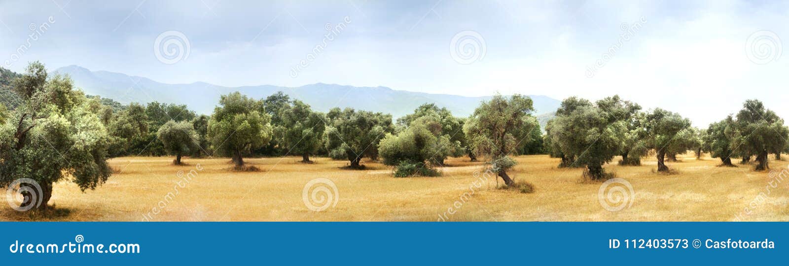 Panoramic View of Olive Farm. Stock Image - Image of grove, olive ...