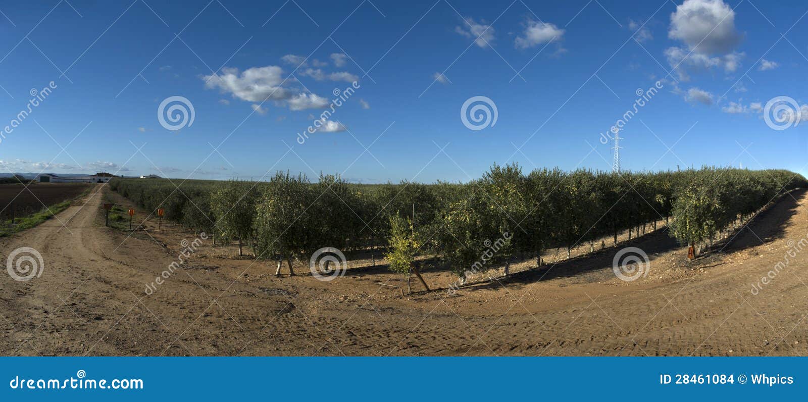 Panoramic View of Olive Trees Cultivation Stock Photo - Image of ...