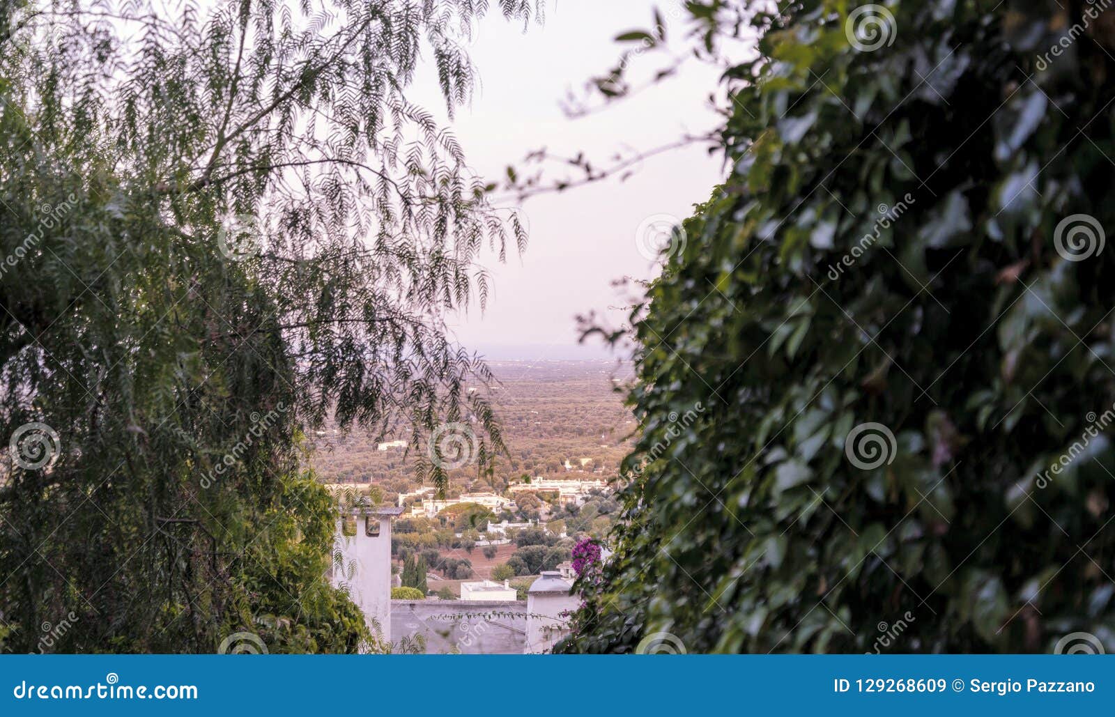 Panoramic View of Olive Trees Plain in Front of Ostuni at Sunset Stock ...