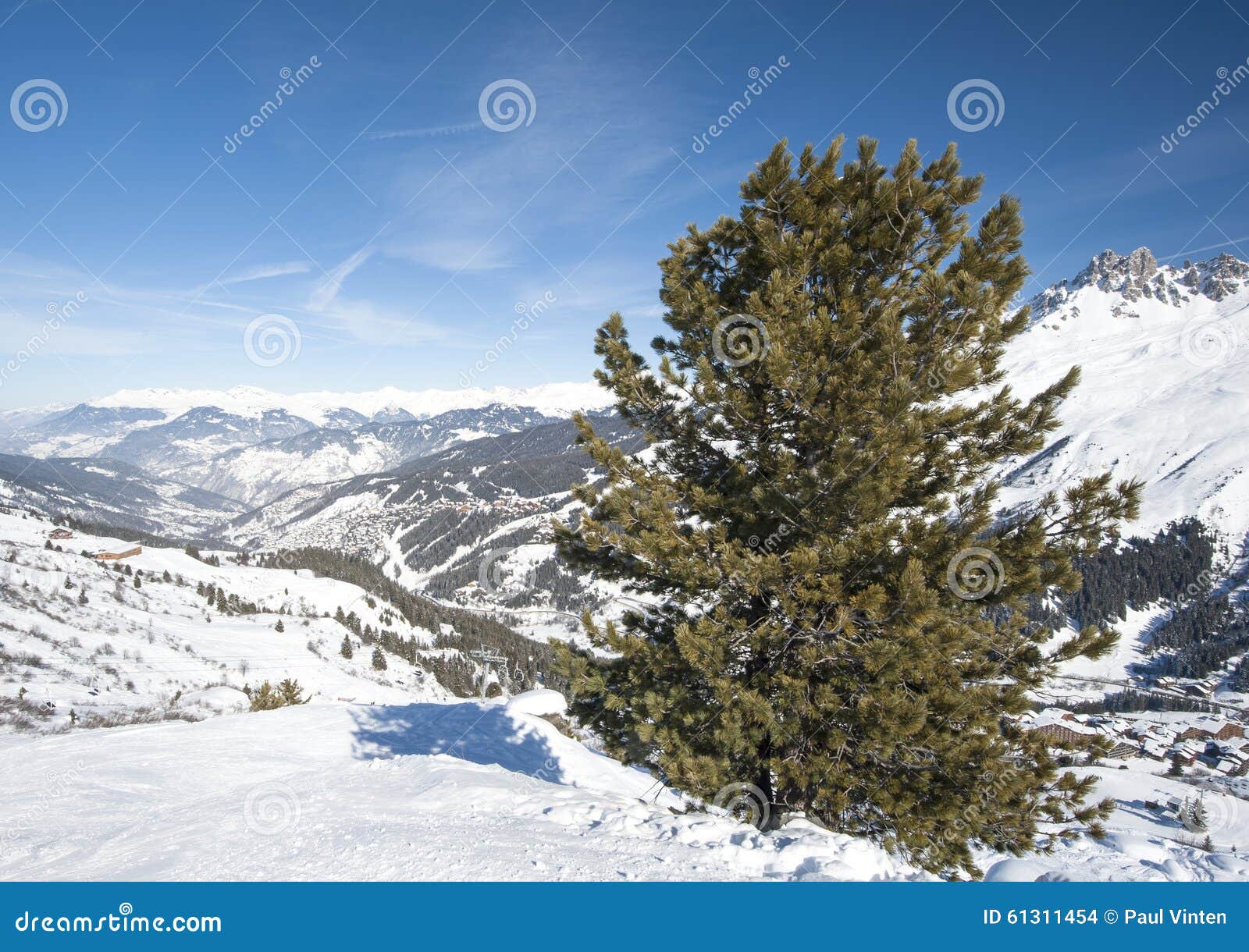 Panoramic View Over a Snowy Slope with Pine Tree Stock Photo - Image of ...
