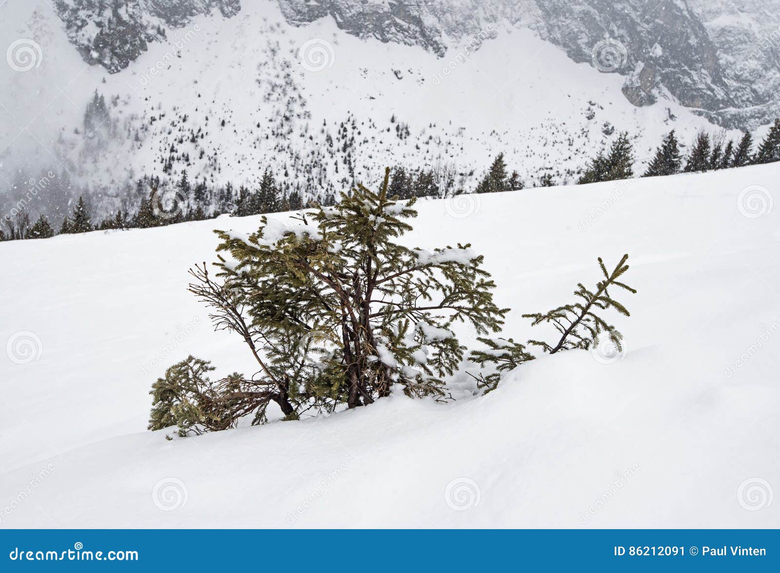 Panoramic View Over a Snowy Slope with Young Pine Tree Stock Image ...
