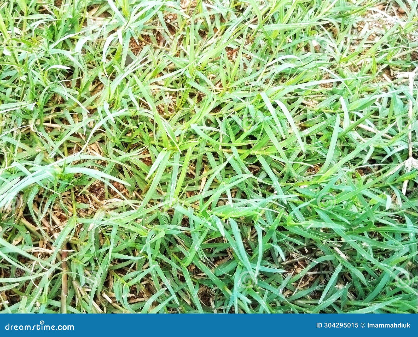 Panoramic View of Overgrown Green Grass Isolated on White Background ...