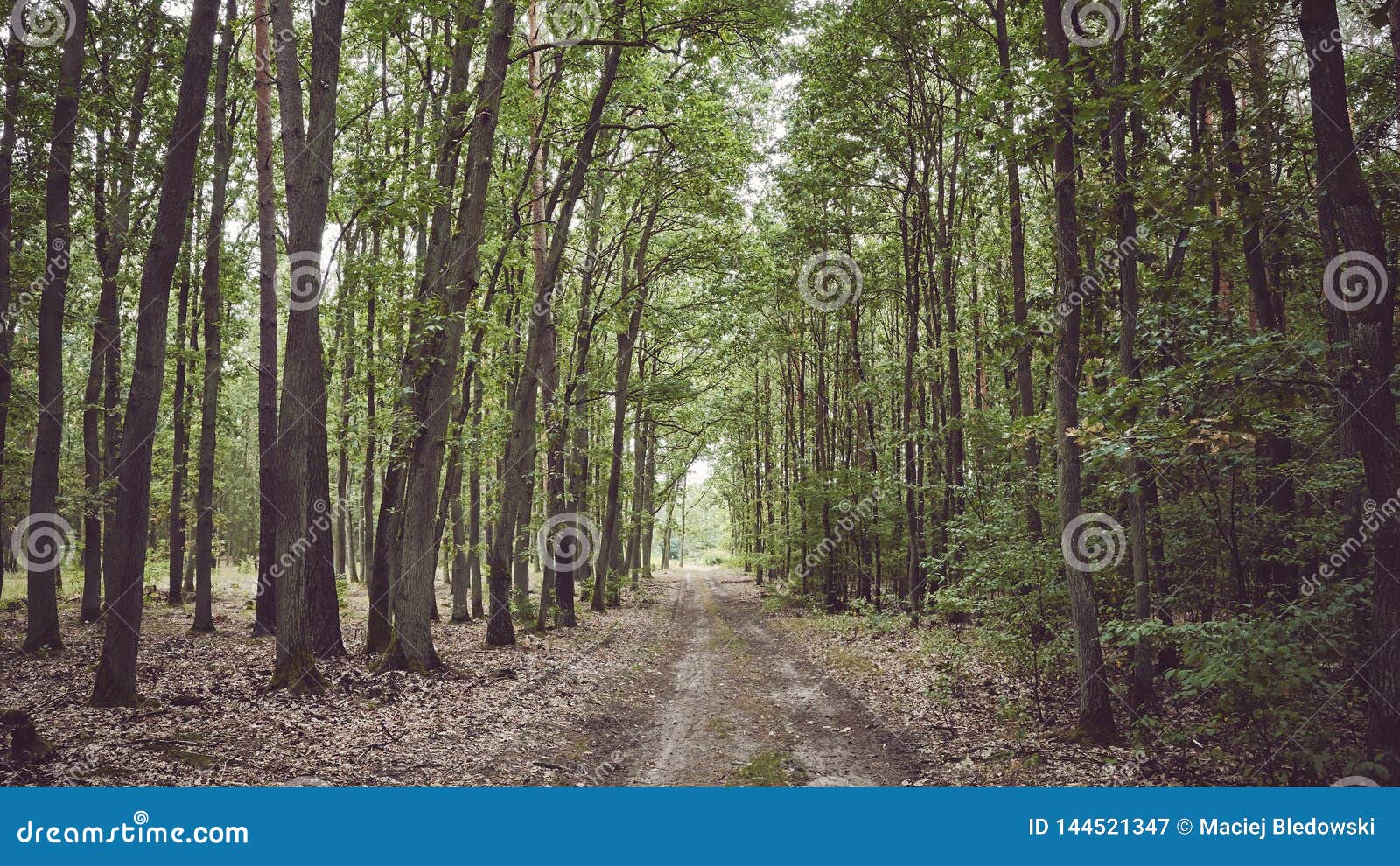 Panoramic View of a Path in Forest Stock Image - Image of forest, tree ...