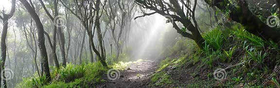 Panoramic View of a Path in the Rainforest. Banner. Stock Image - Image ...