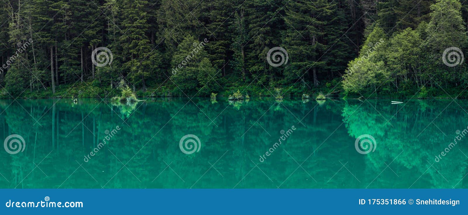Panoramic View of Perfect Pine Tree Reflections Stock Photo - Image of ...