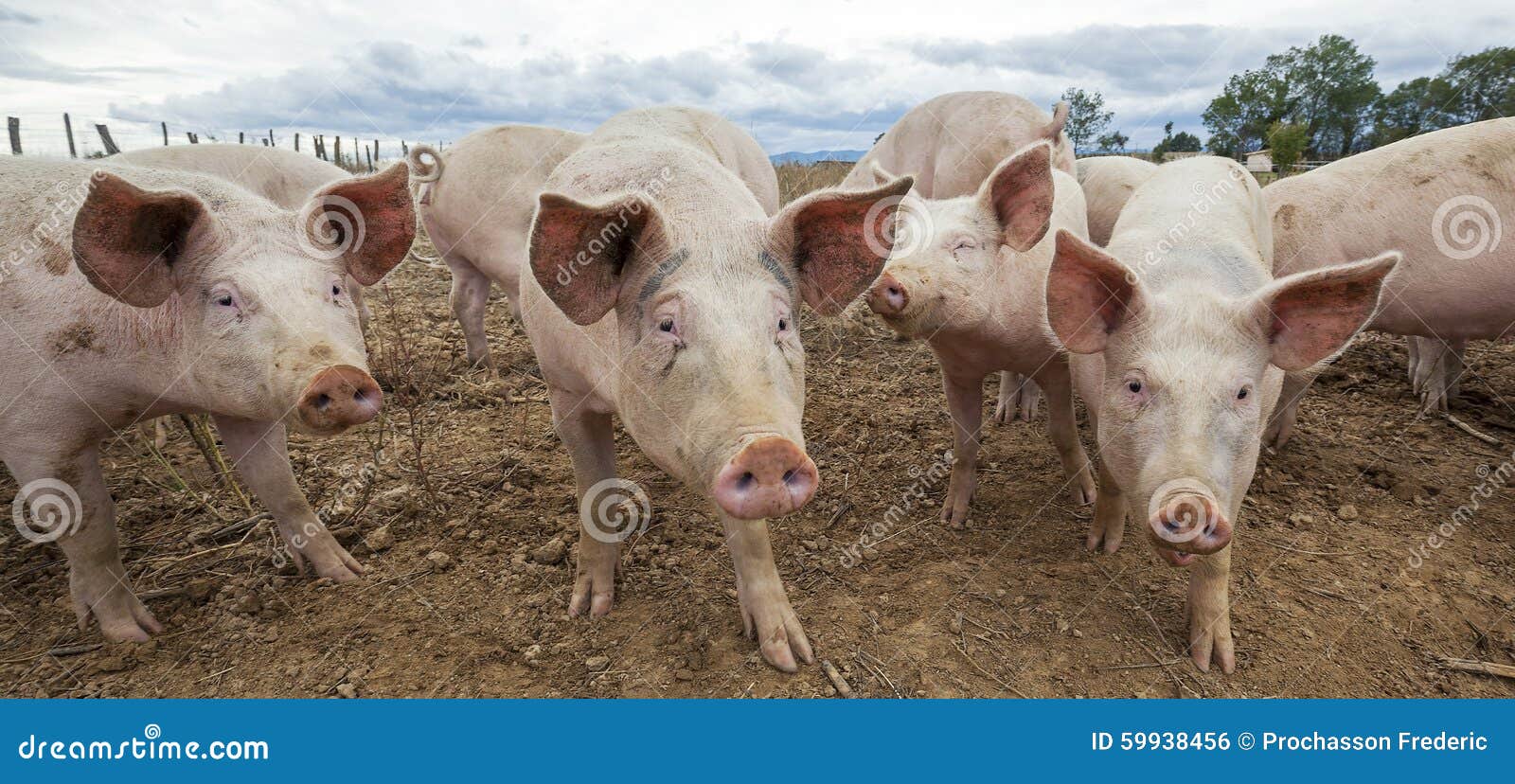 Panoramic view of pigs stock photo. Image of pink, happiness - 59938456
