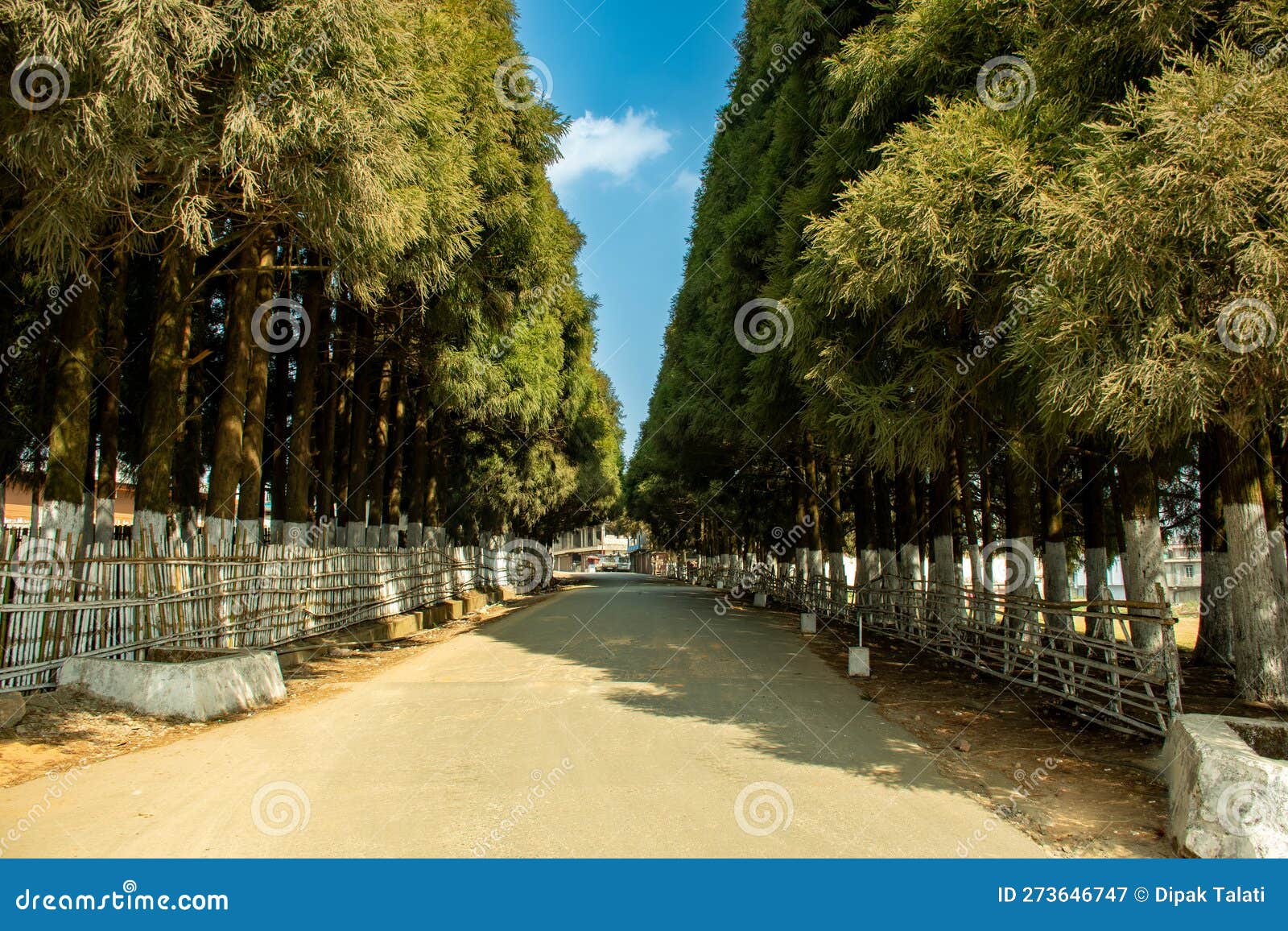 A Panoramic View of Pine Forest Stock Image - Image of autumn, plant ...