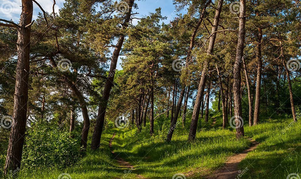 View of Pine Forest, Tall Trees and a Trail, a Place of Rest and ...