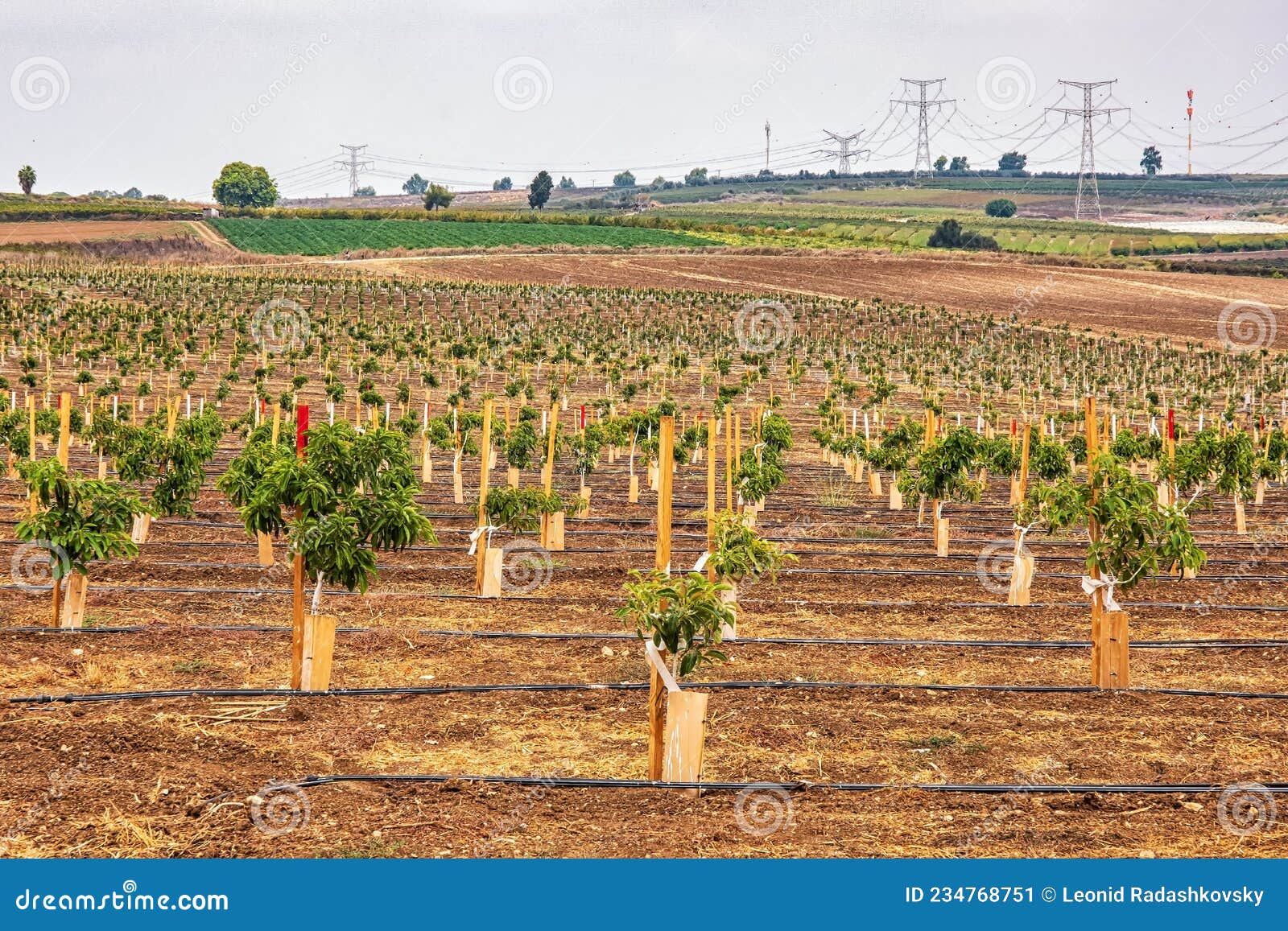 Panoramic View of Plantation with Mango Seedlings Stock Image - Image ...
