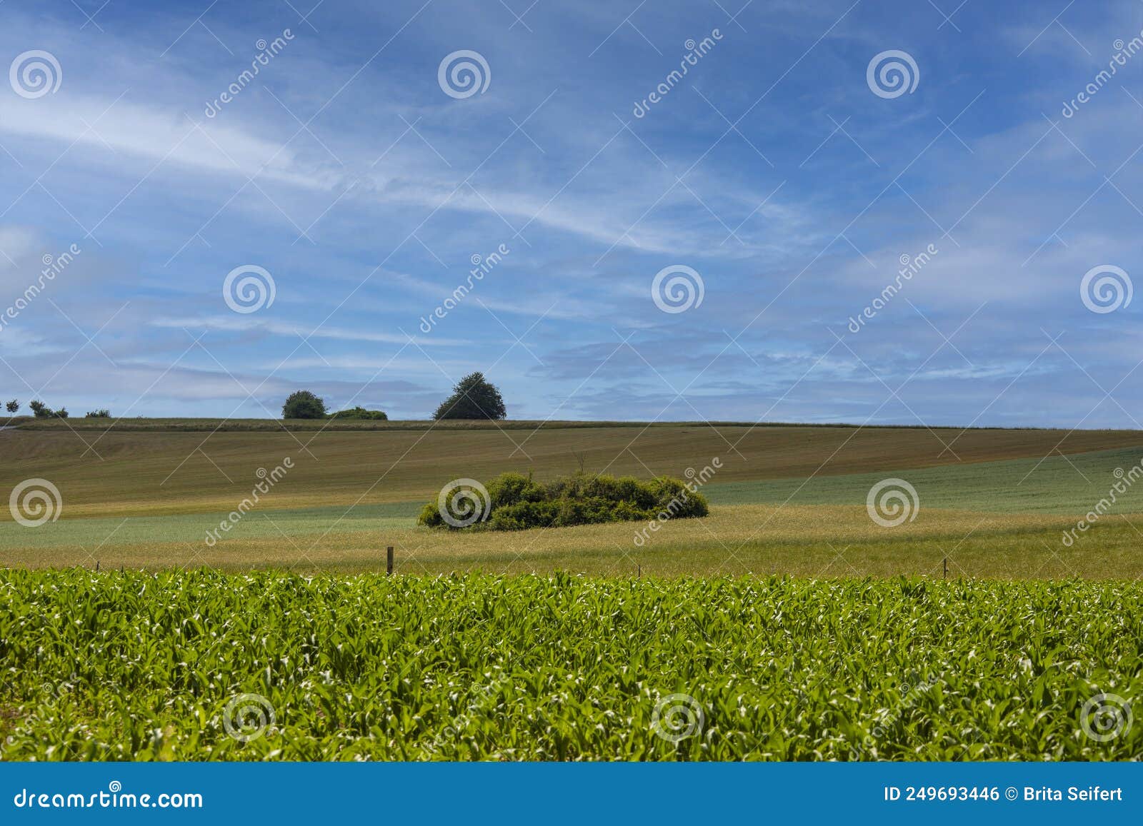 Panoramic View of Plowed Field and Green Field in Summer, Patchwork and ...