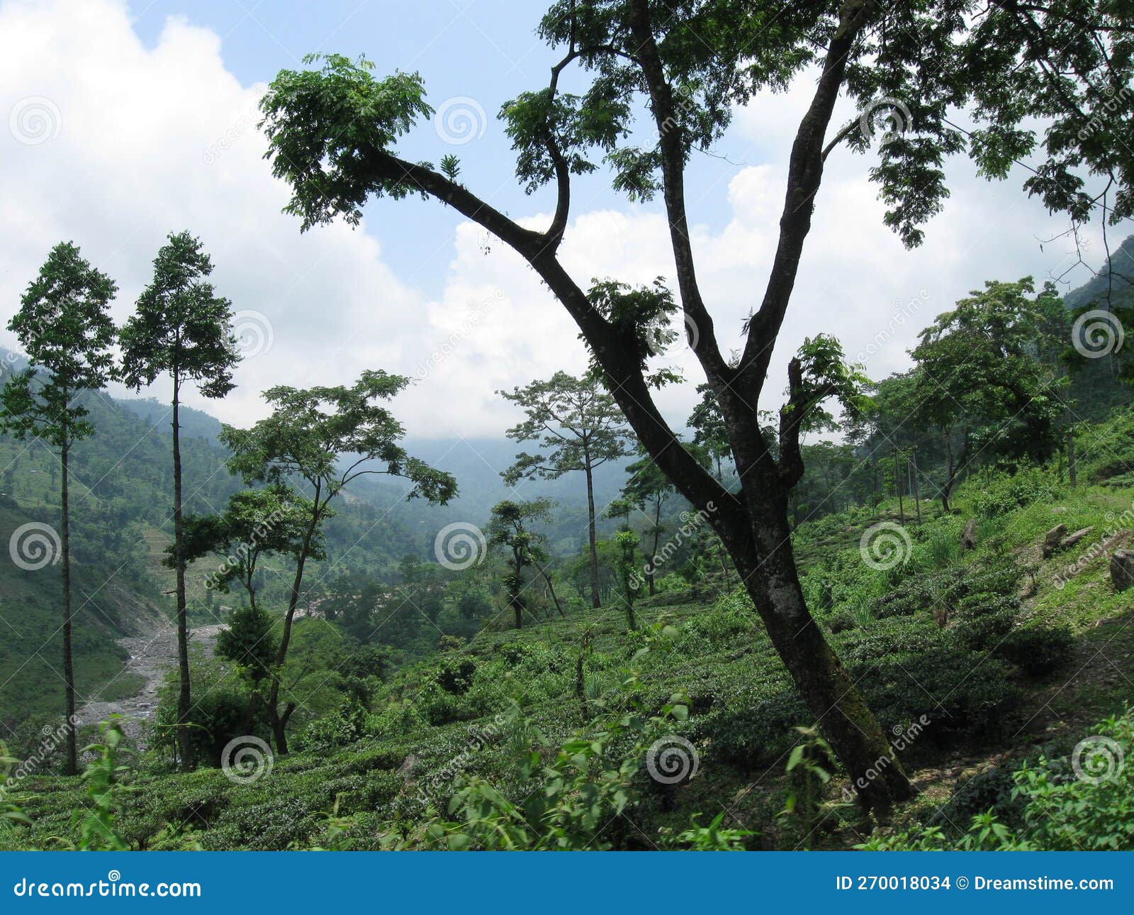Relli River in North Bengal Stock Photo - Image of vegetation, forest ...