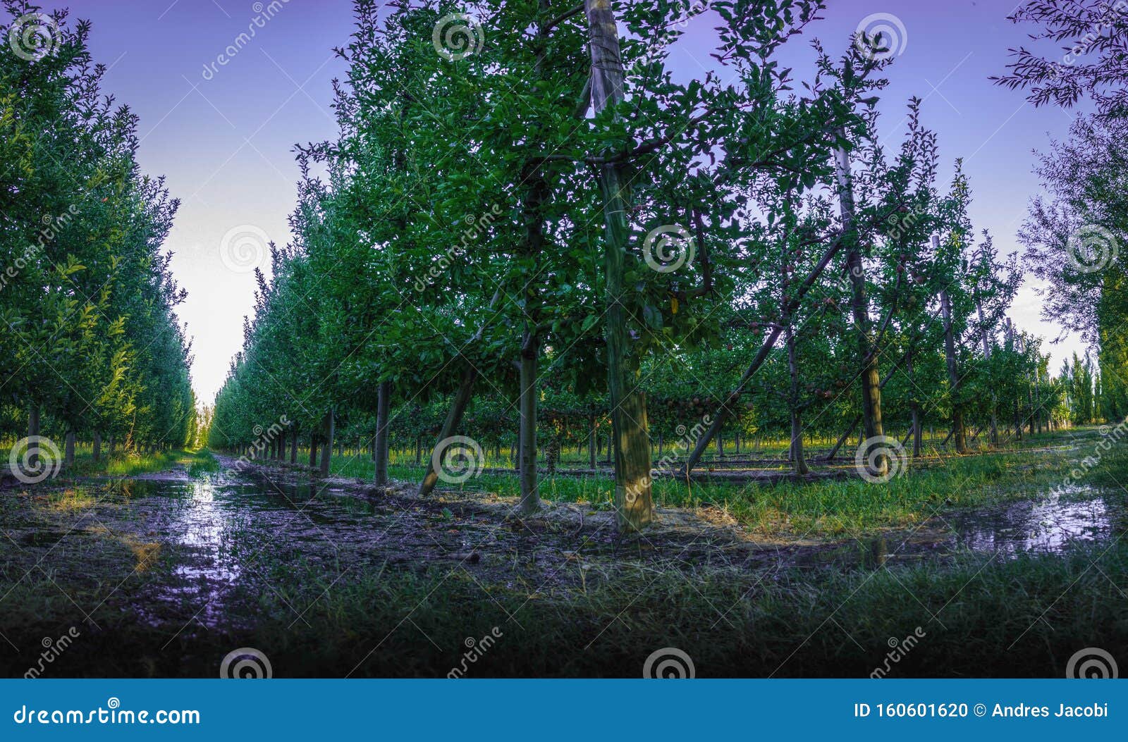 Panoramic View of Rows of Apple Trees on a Farm Stock Photo - Image of ...