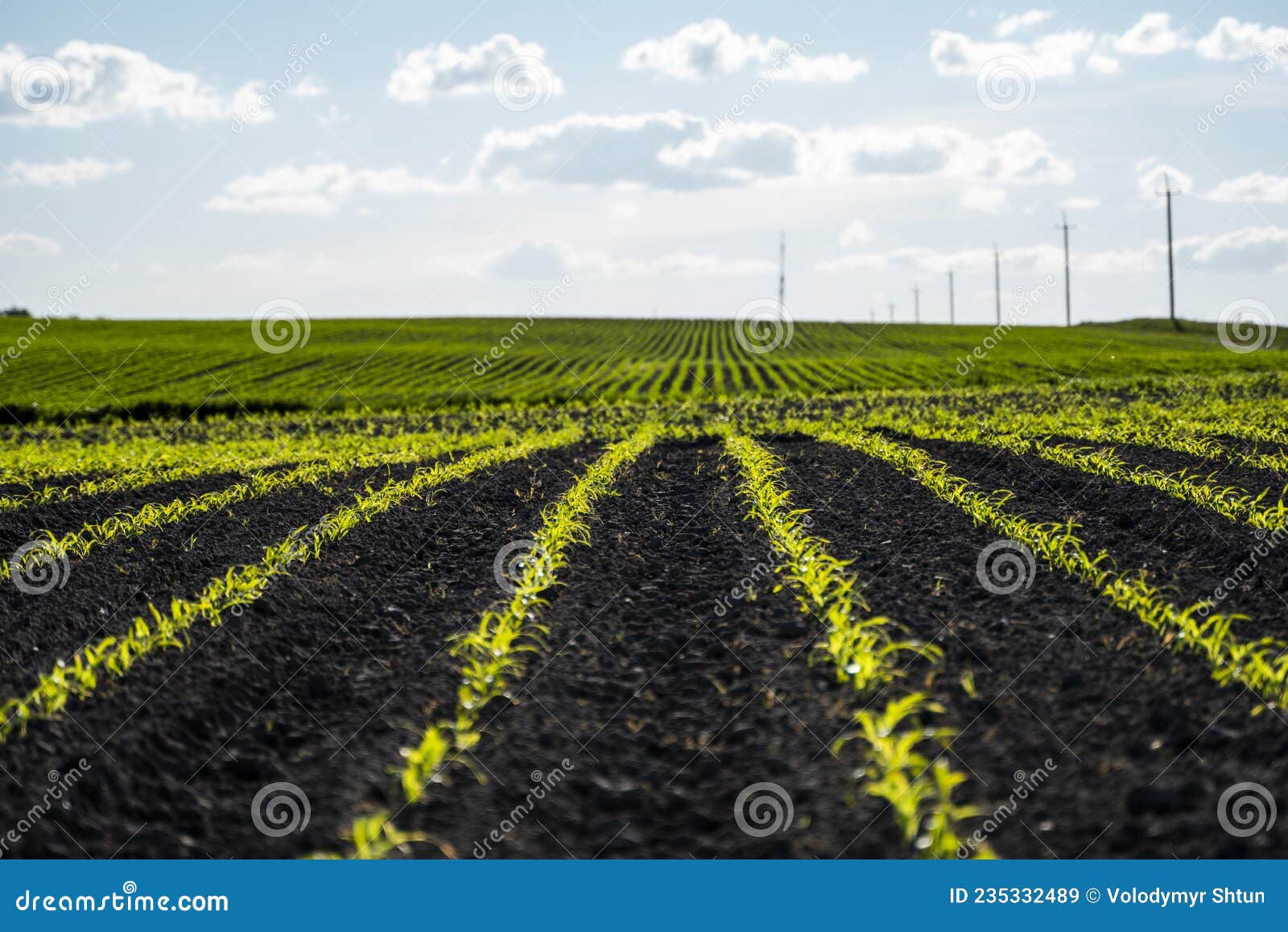 Panoramic View of Rows of Young Corn Shoots on Beautiful Summer Field ...