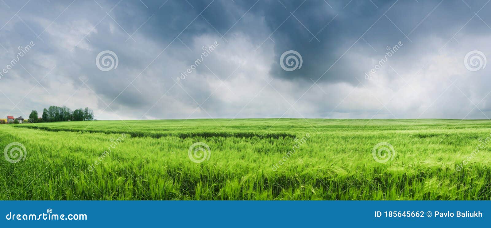 Panoramic View of Rye Field after Heavy Rain Beautiful Storm Cloudly ...