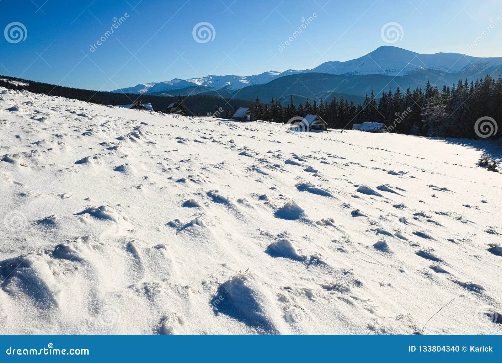 Panoramic View of the Snow Capped Mountains and Pine Forest Stock Photo ...