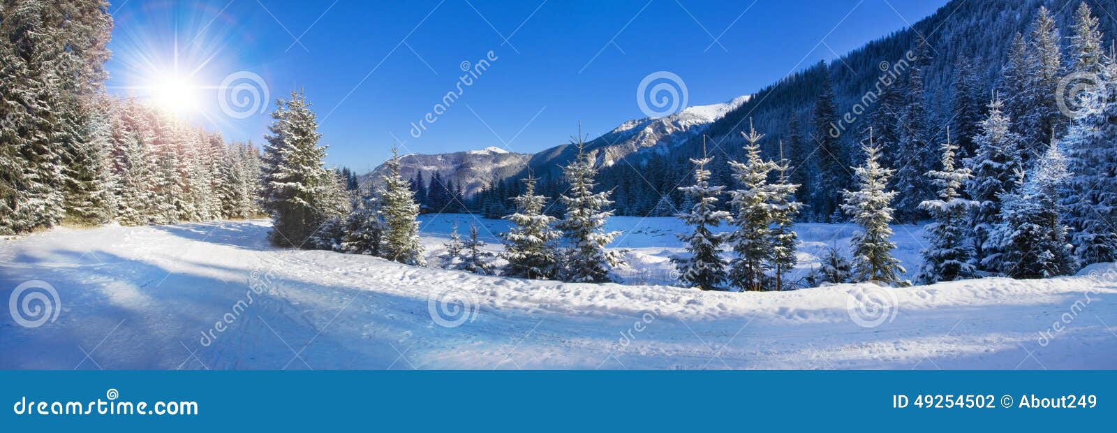 Panoramic View of Snow Covered Trees Stock Photo - Image of blue ...