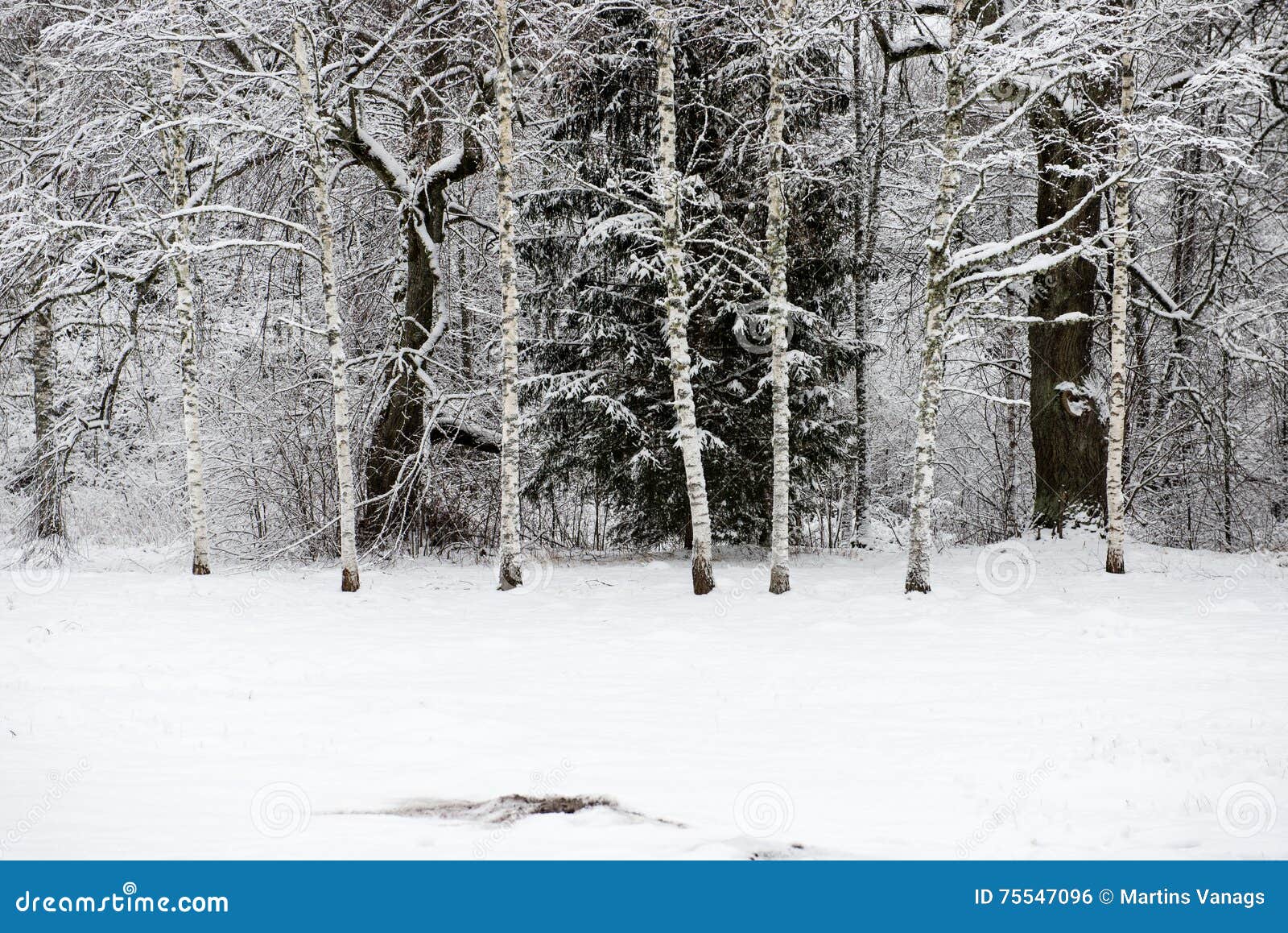 Panoramic View of Snowy Forest. Far Horizon Stock Photo - Image of ...