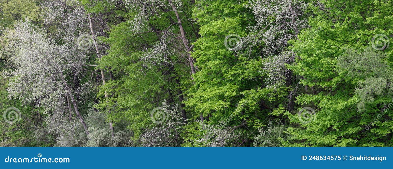 Spring Landscape in Michigan, Trees with Fresh Leaves Stock Image ...