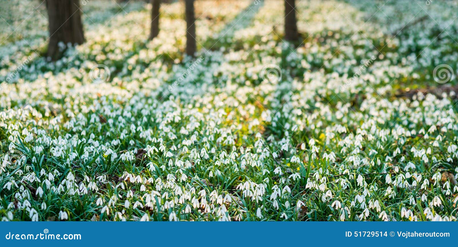 Panoramic View of Sunlit Forest Full of Snowdrop Flowers in Spring ...
