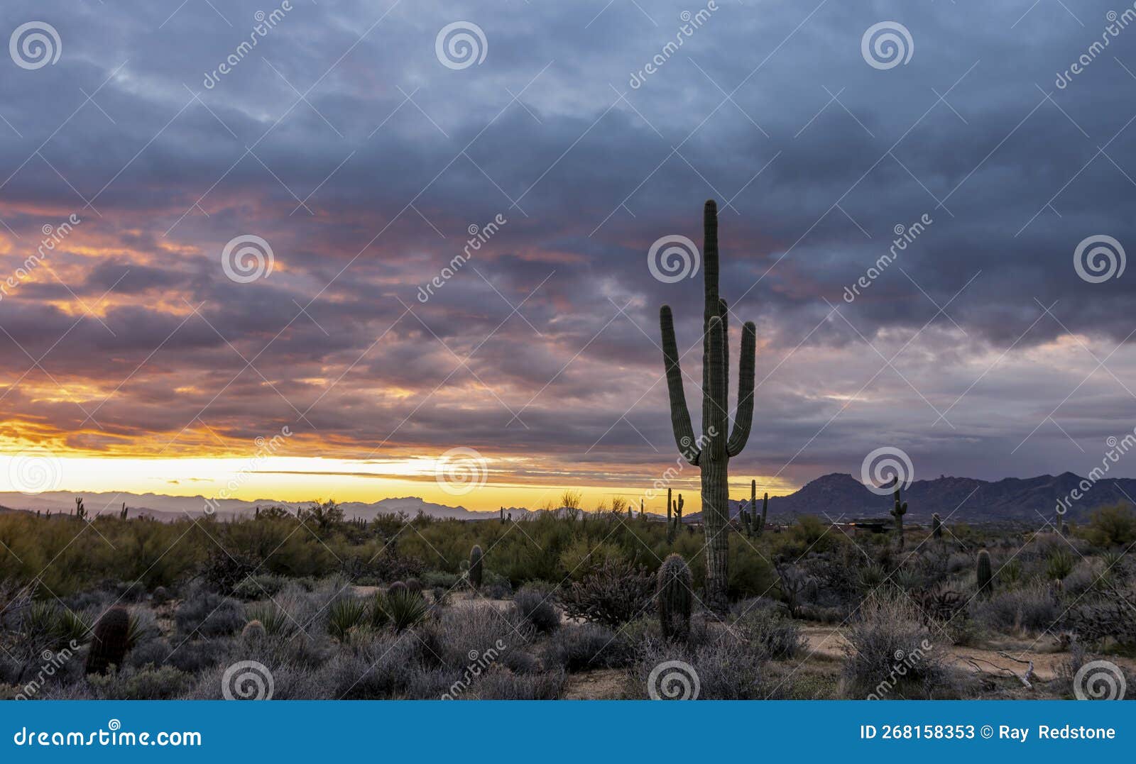 Panoramic View of Sunrise Desert Landscape with Saguro Cacti Stock ...