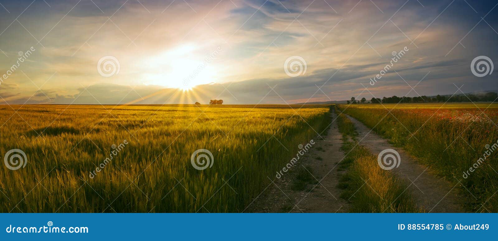Panoramic View of the Sunset at the Field of Wheat Stock Image - Image ...