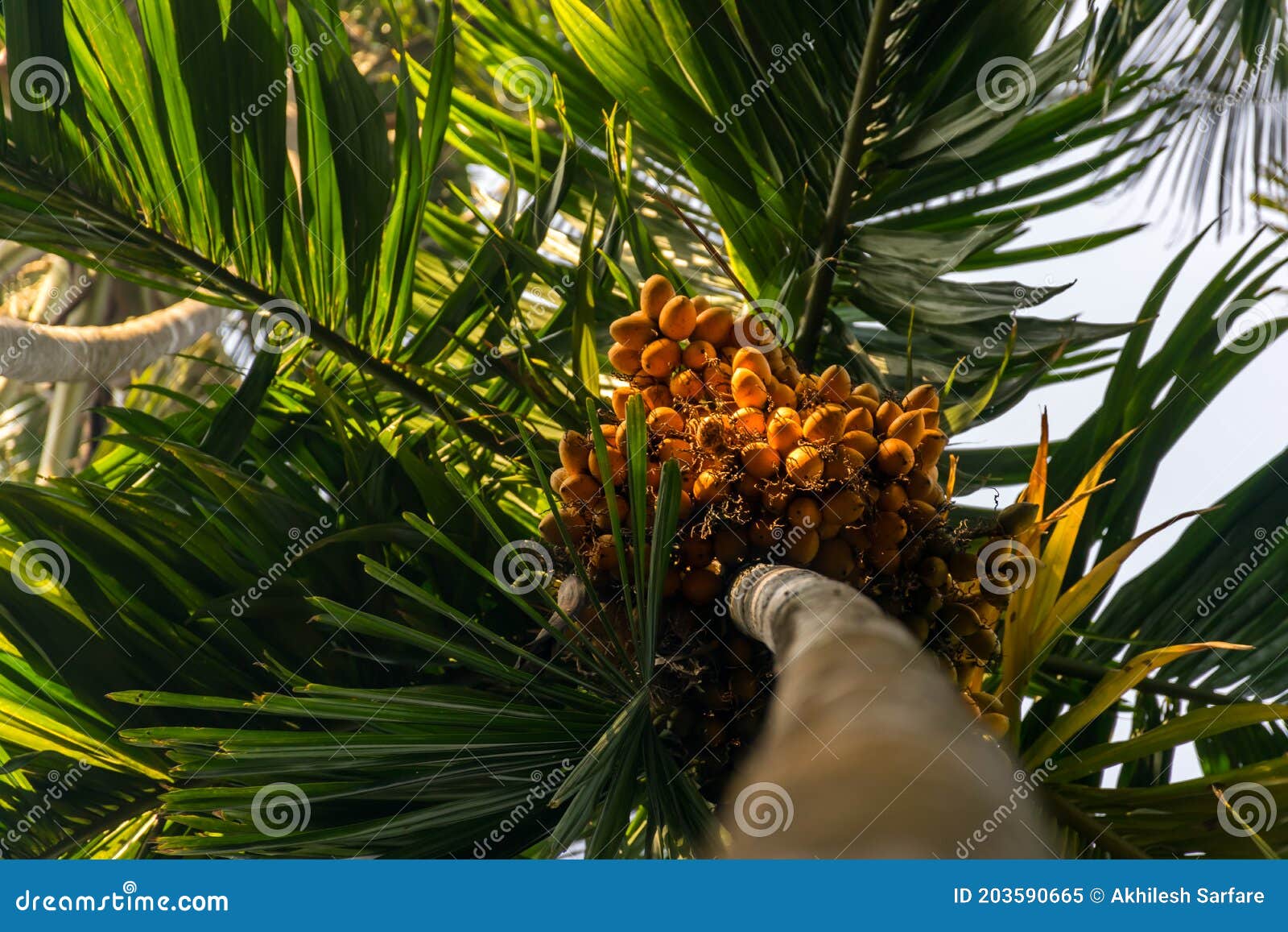 Panoramic View of a Tall Betel Nut Tree with Many Betel Nuts from Below ...