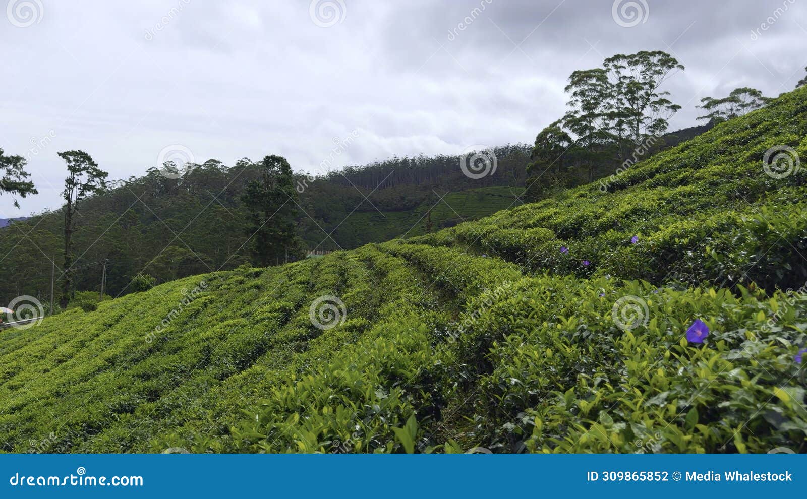 Panoramic View of Tea Fields in Taiwan. Action. Hillside Tea ...