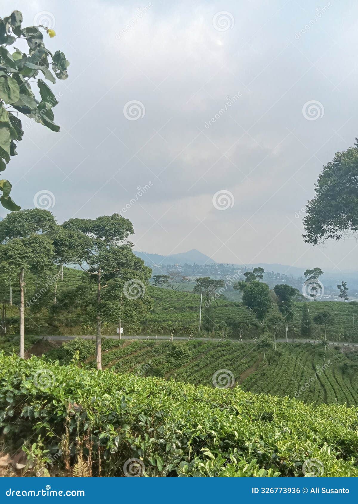 Panoramic View of the Tea Plantations in Kemuning, Central Java with a ...