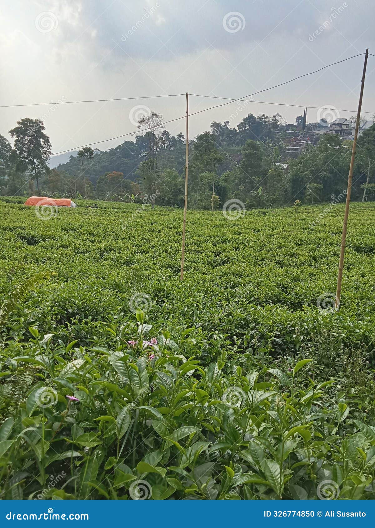 Panoramic View of the Tea Plantations in Kemuning, Central Java with a ...