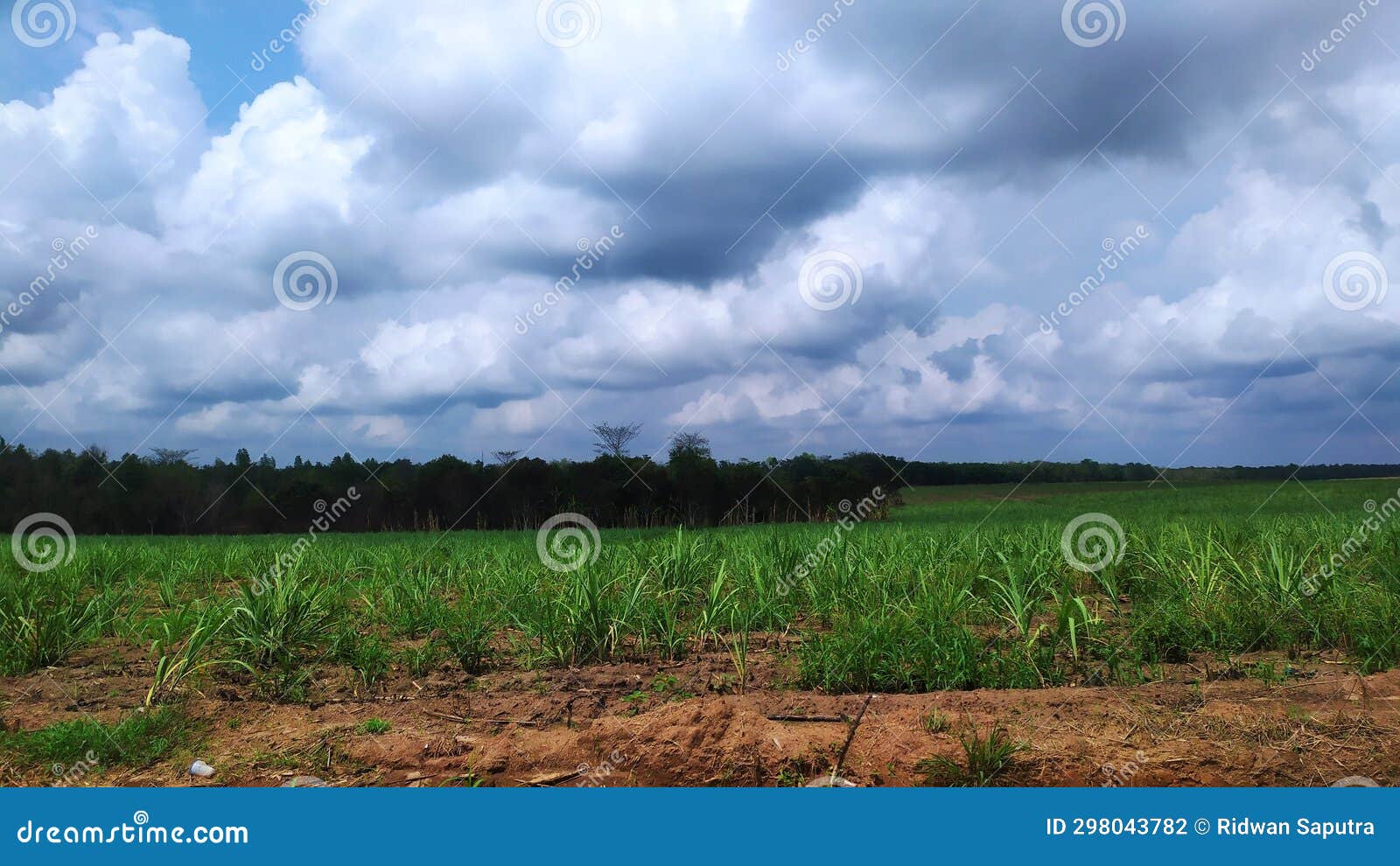 LARGE GREEN SUGAR CANE FIELDS Stock Photo - Image of fresh, countryside ...