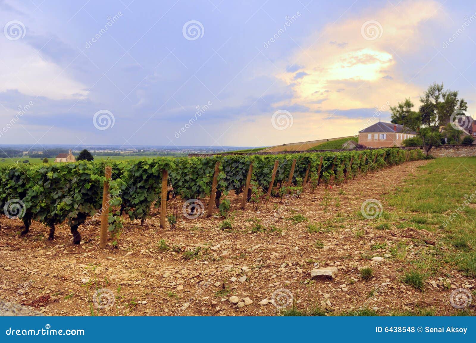 Panoramic View of a Vineyard Stock Photo - Image of country ...