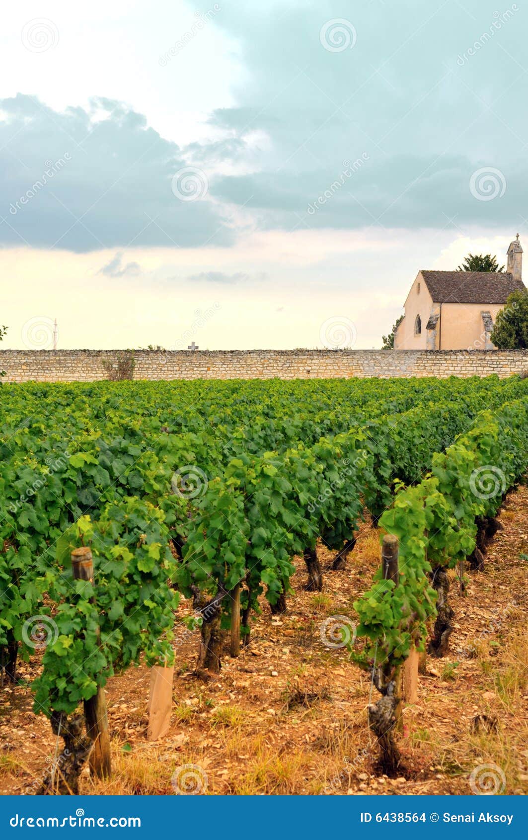 Panoramic View of a Vineyard Stock Photo - Image of grapevine, grass ...