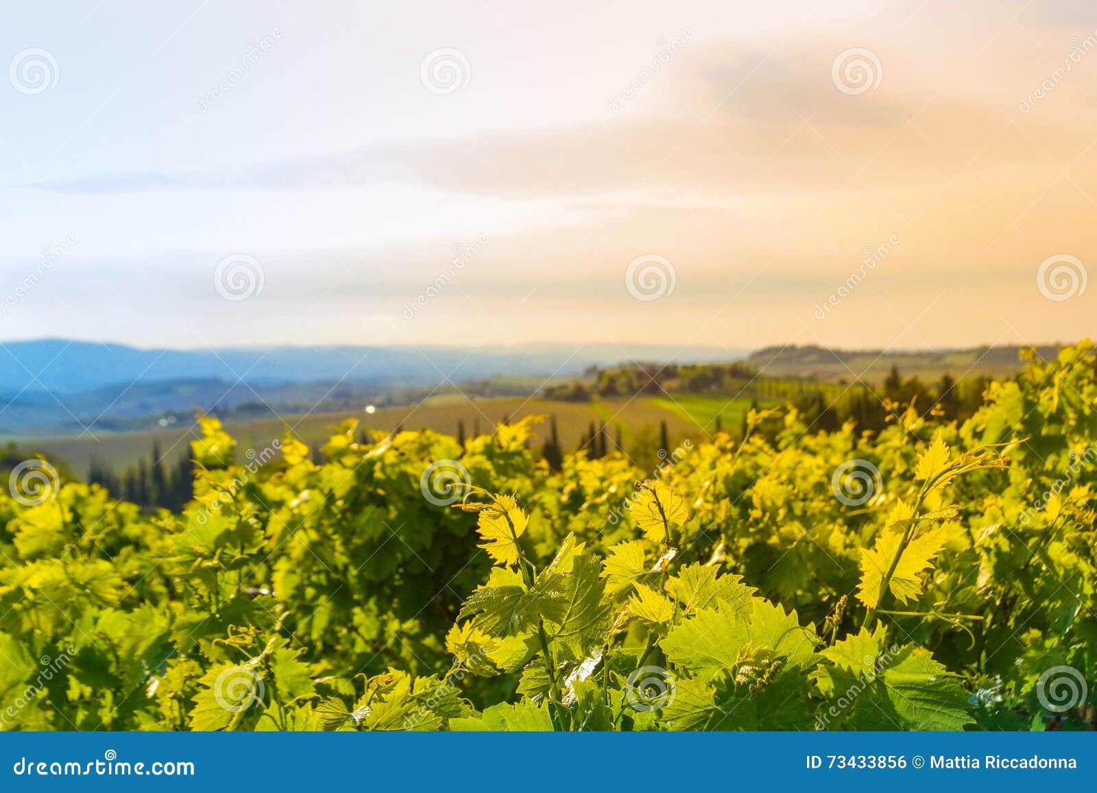Panoramic View of a Vineyard in the Tuscan Countryside Stock Photo ...