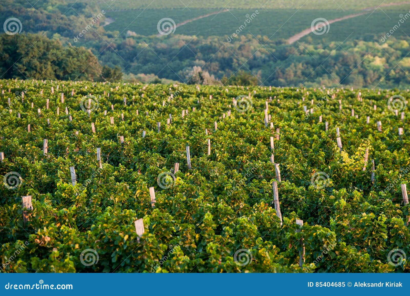 Panoramic View of the Vineyards Fields Stock Image - Image of country ...