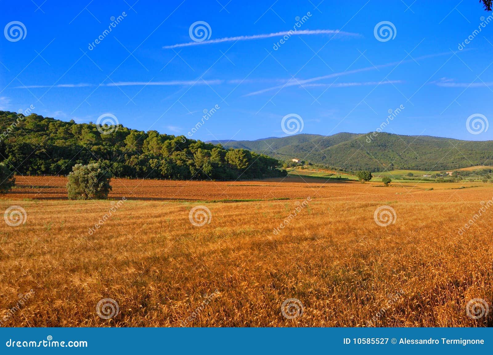 Panoramic View of a Wheat Field Stock Image - Image of horizon ...