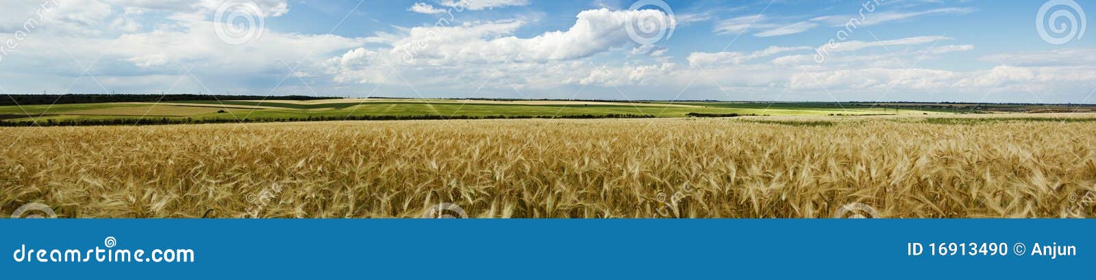 Panoramic View of a Wheat Field Stock Photo - Image of land, golden ...
