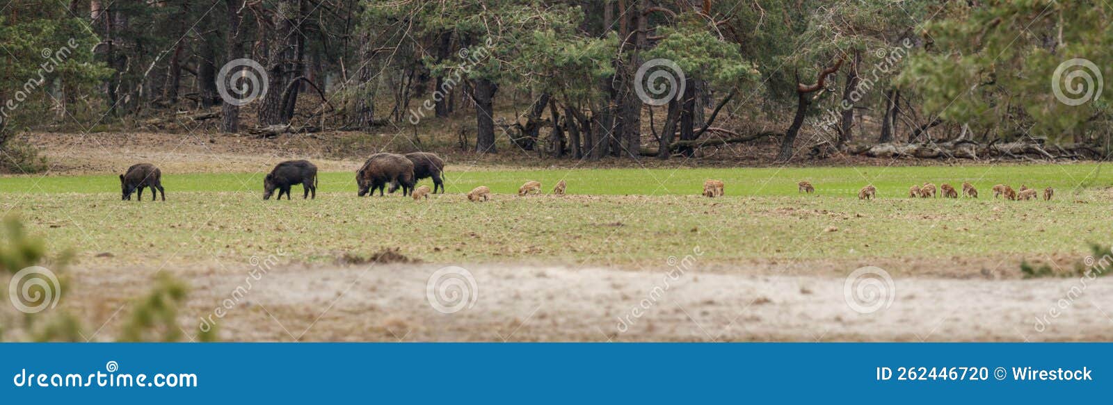 Panoramic View of Wild Boars and Other Animals Grazing in the Pasture ...