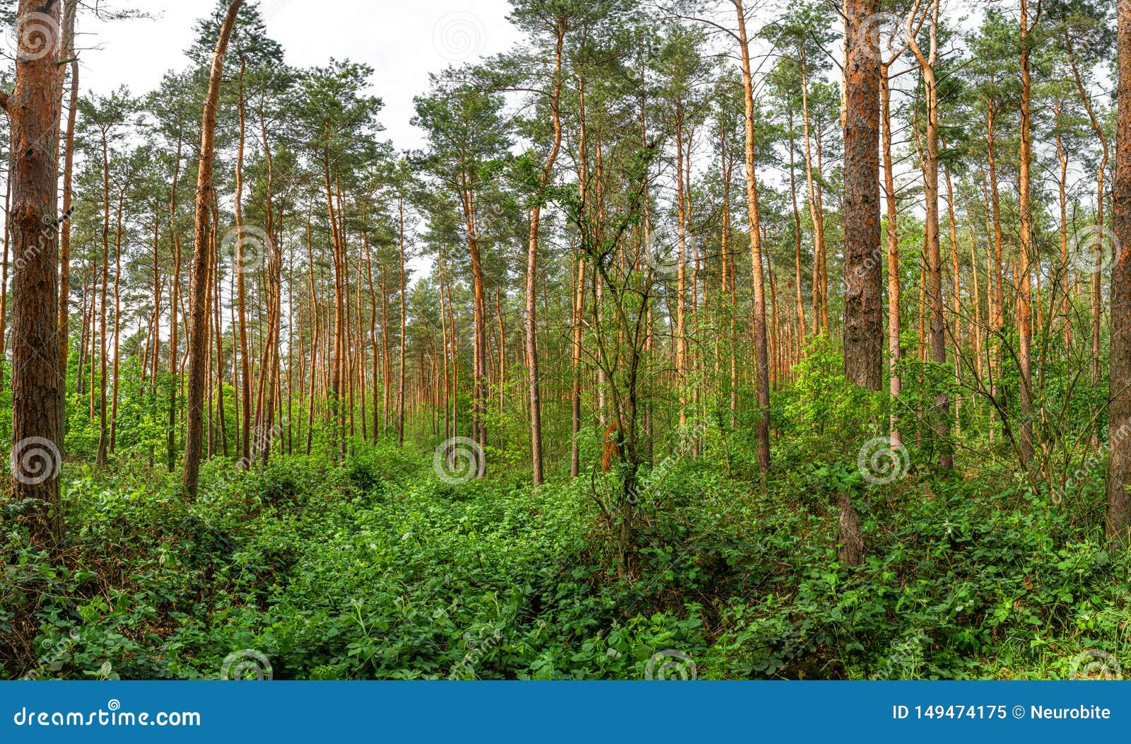 Panoramic View of Wild Pine Tree Forest at Summer, Near Magdeburg ...