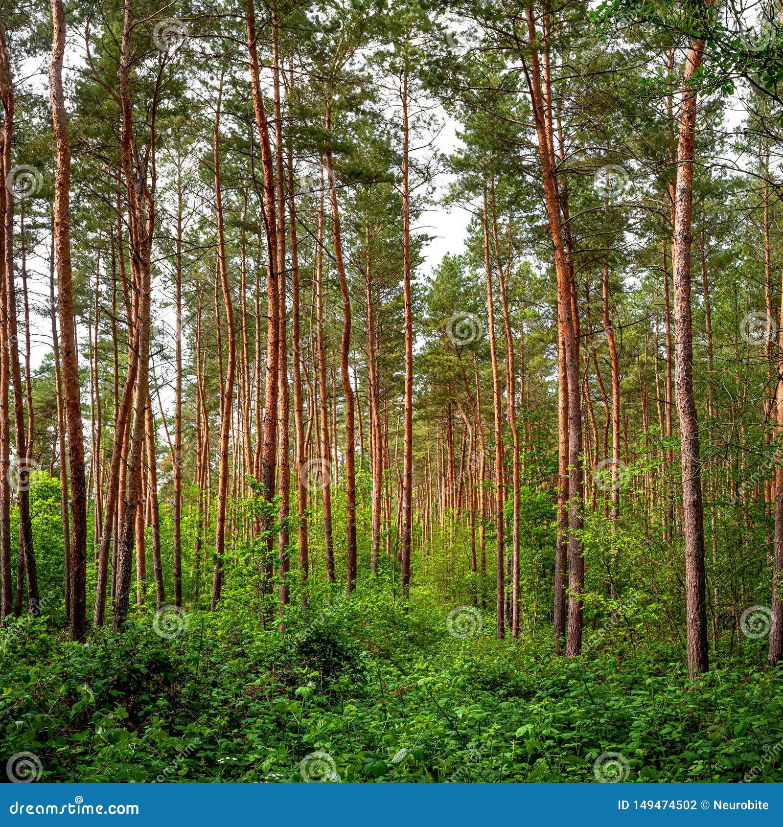 Panoramic View of Wild Pine Tree Forest at Summer, Near Magdeburg ...