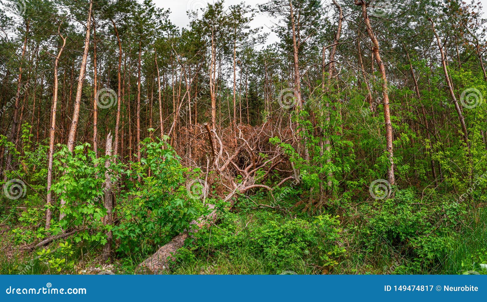 Panoramic View of Wild Pine Tree Forest at Summer, Near Magdeburg ...