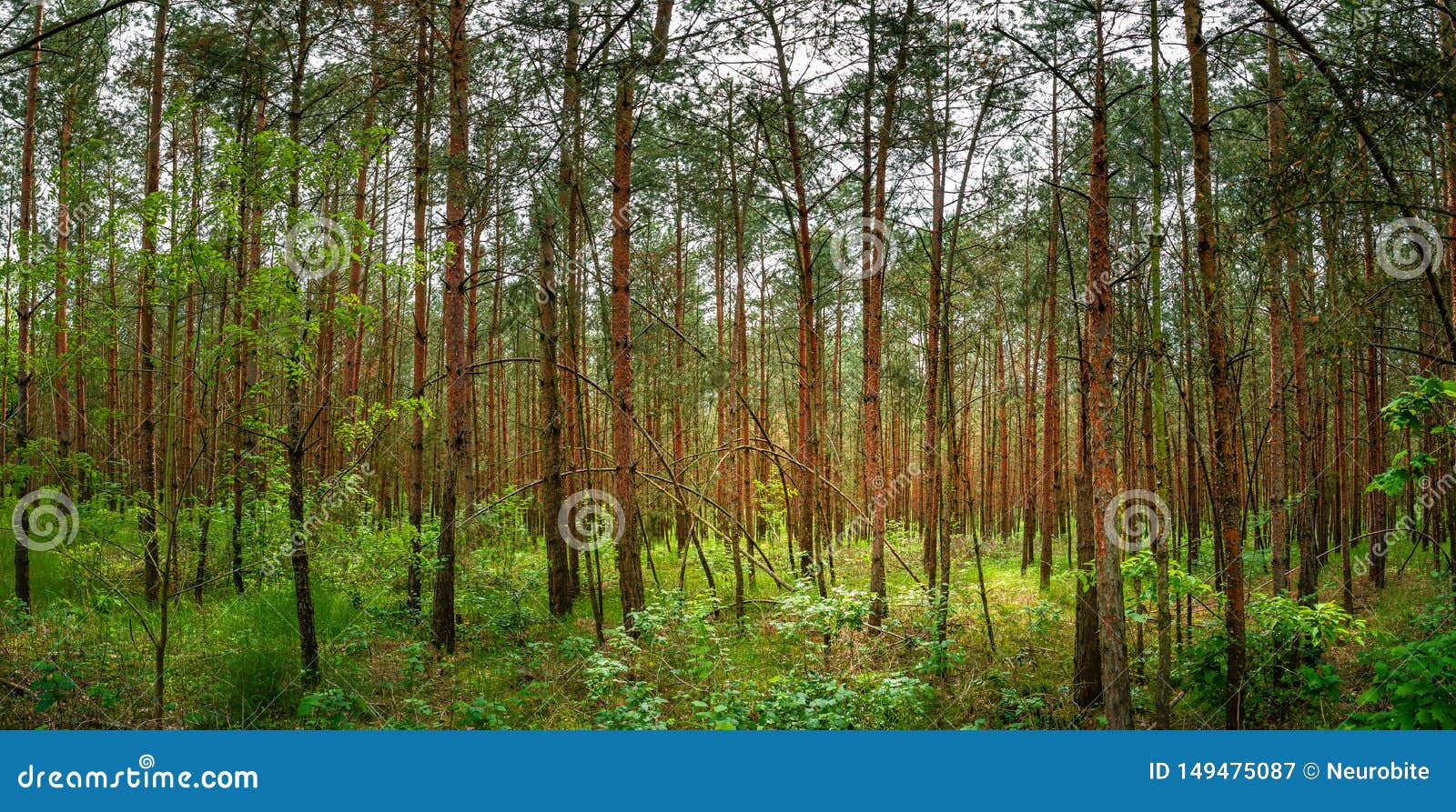 Panoramic View of Wild Pine Tree Forest at Summer, Near Magdeburg ...