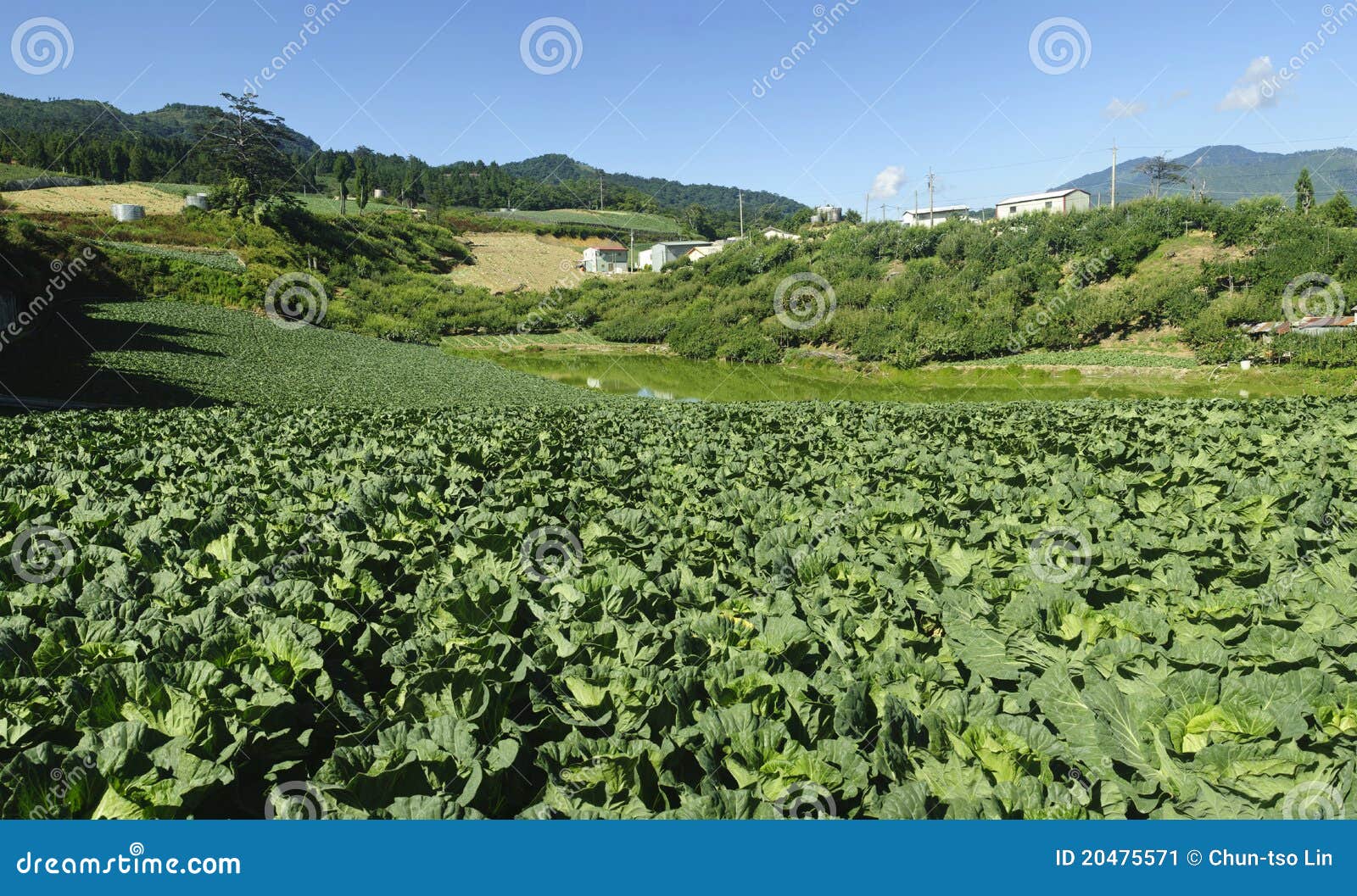 Panoramic Views of Beautiful Vegetable Farm. Stock Image - Image of ...