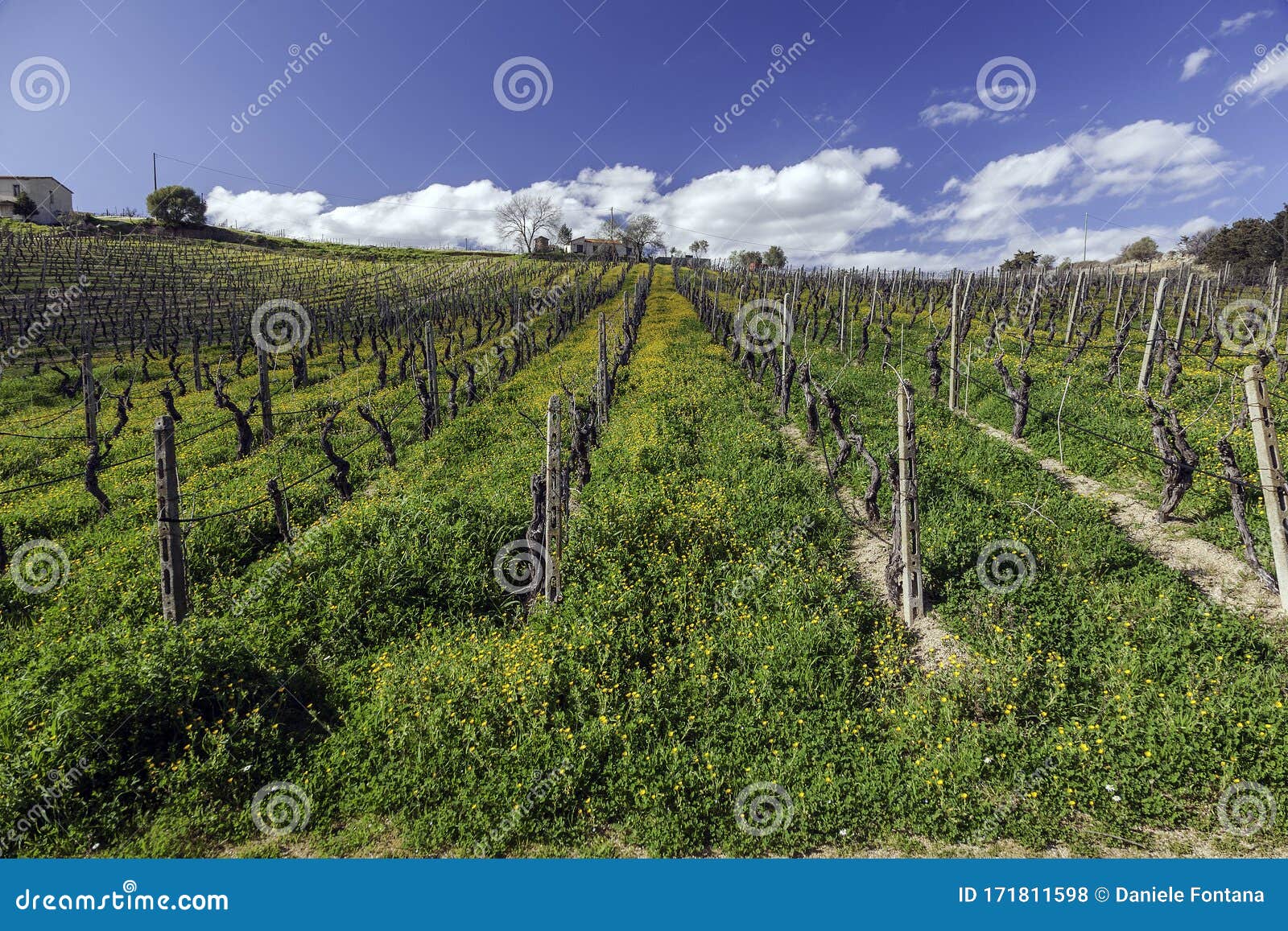 Panoramic of a Vineyard in Springtime Stock Photo - Image of organic ...